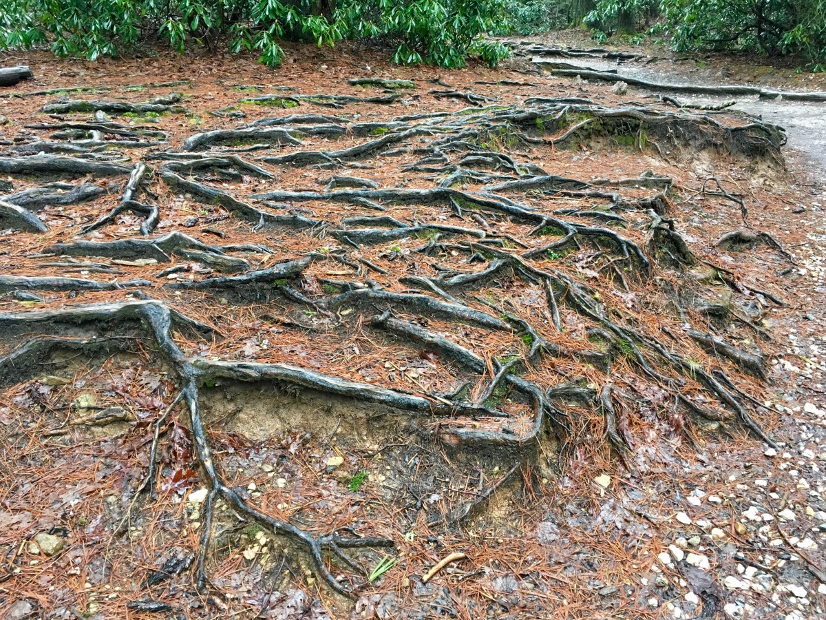 Navajo Chant – Friendly Freethinker